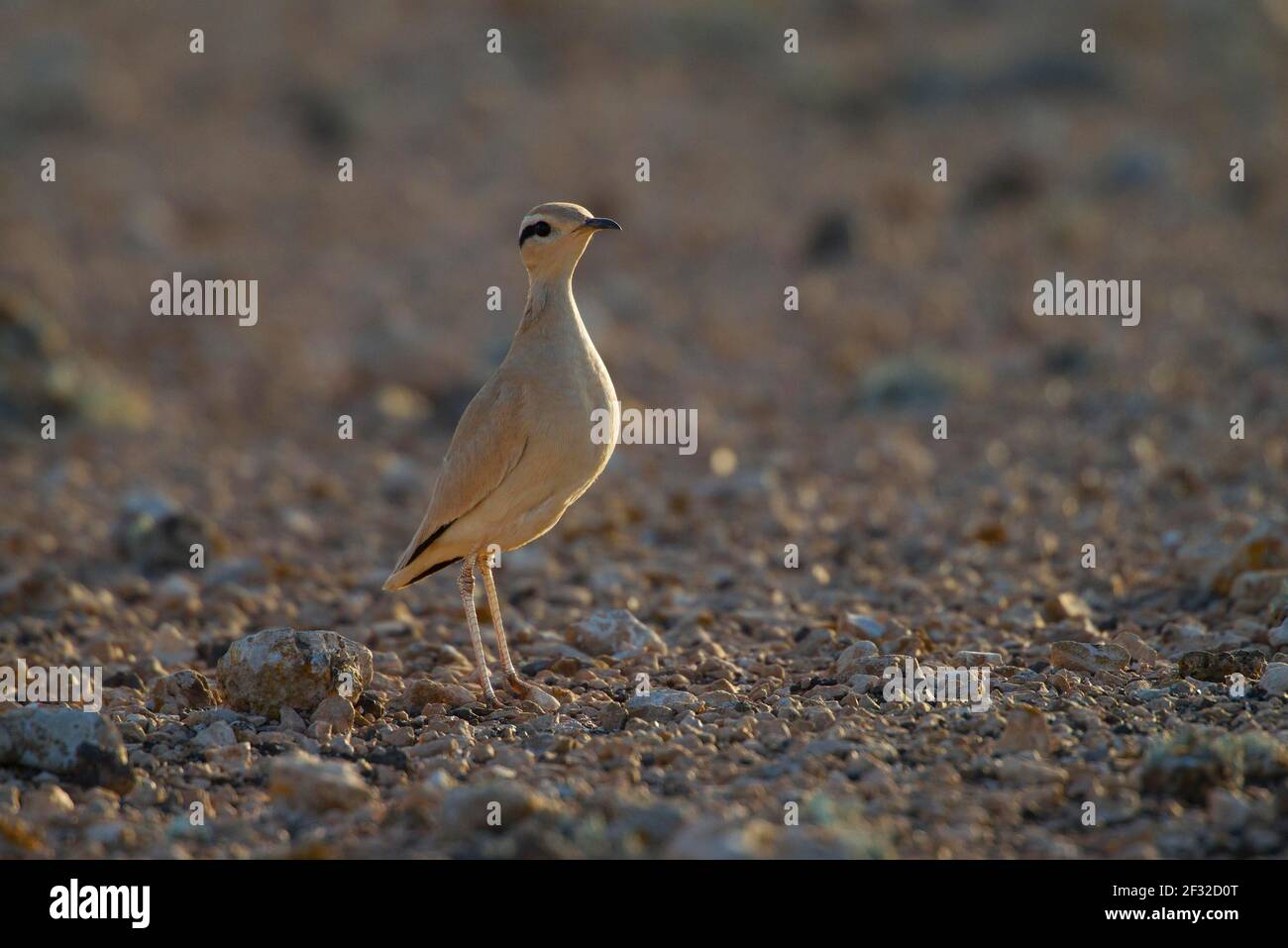 Racing bird (Cursorius cursor) standing on the ground of a semi-desert ...