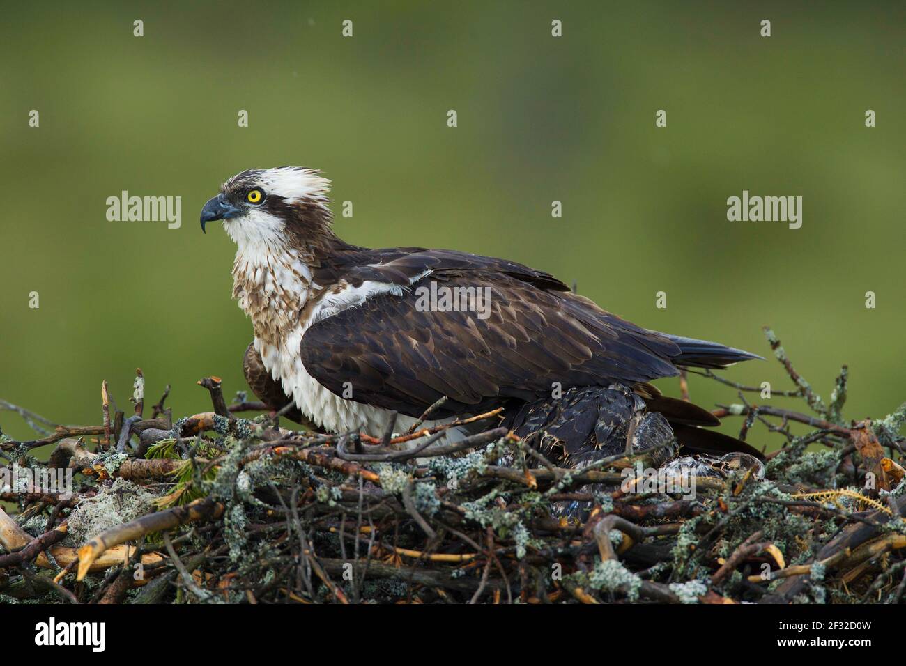 Western osprey (Pandion haliaetus) covering two young birds on eyrie ...