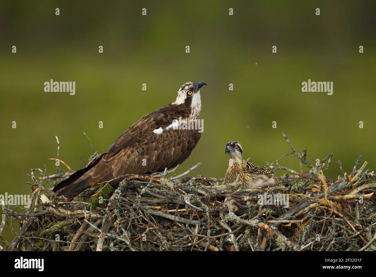 Western osprey (Pandion haliaetus) with young birds on eyrie, Kainuu ...