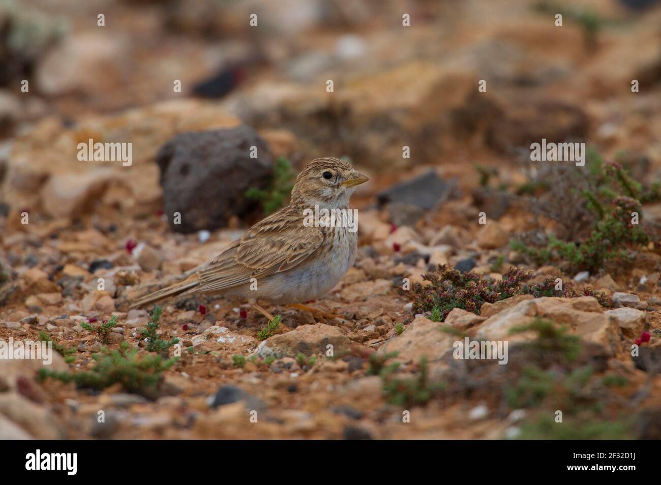 Silent Lark (Calandrella rufescens polatzeki) sitting on the ground of ...
