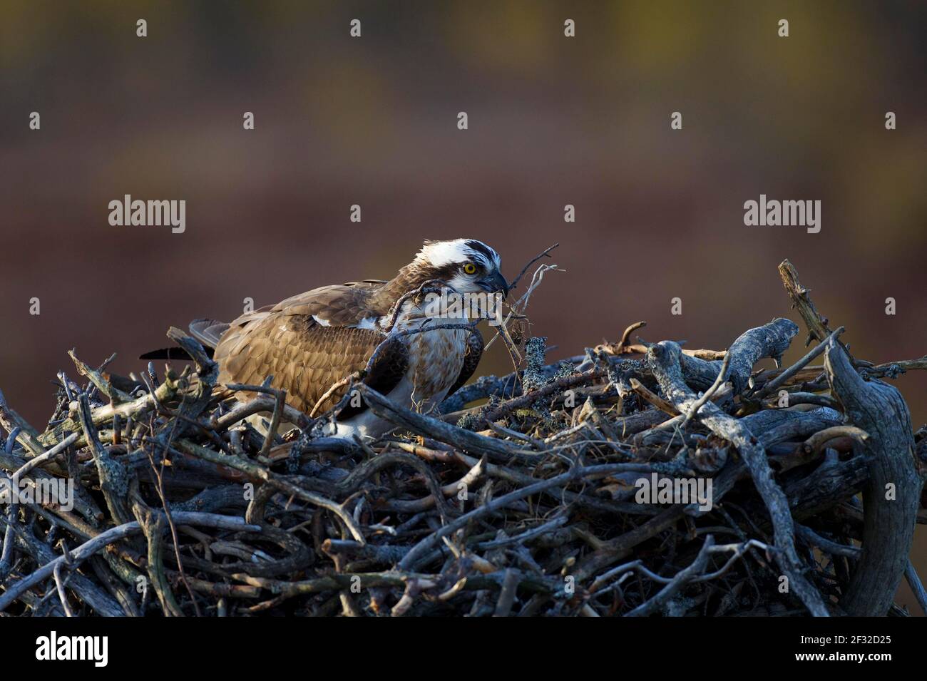 Ground nesting bird of prey hi-res stock photography and images - Alamy