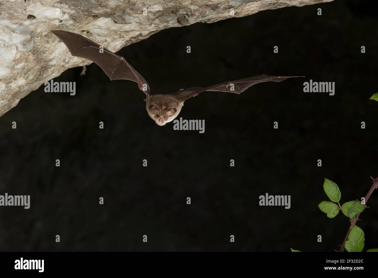 Mehely's horseshoe bat (Rhinolophus mehelyi) or Mehely's horseshoe bat ...