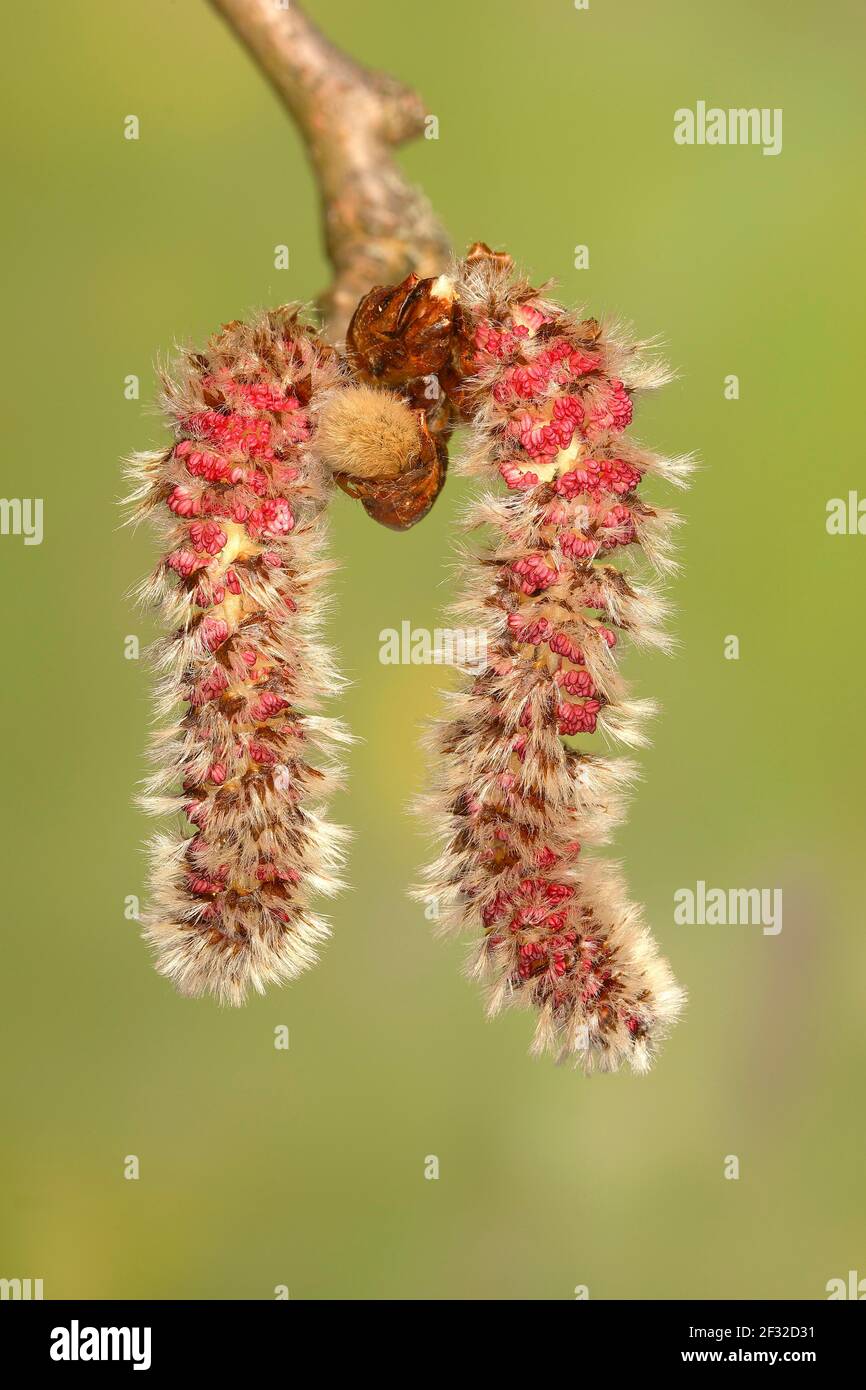 Common aspen (Populus tremula), aspen, male flowering catkins ...