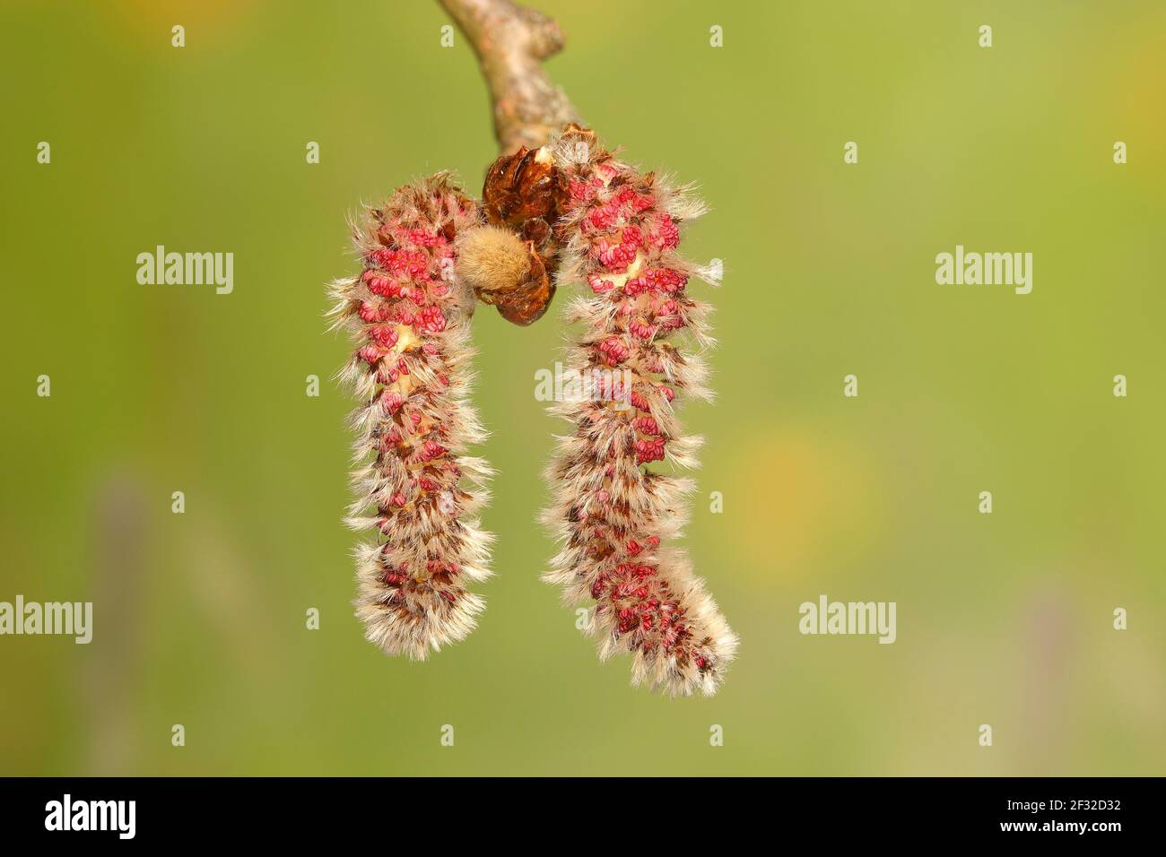 Common aspen (Populus tremula), aspen, male flowering catkins ...