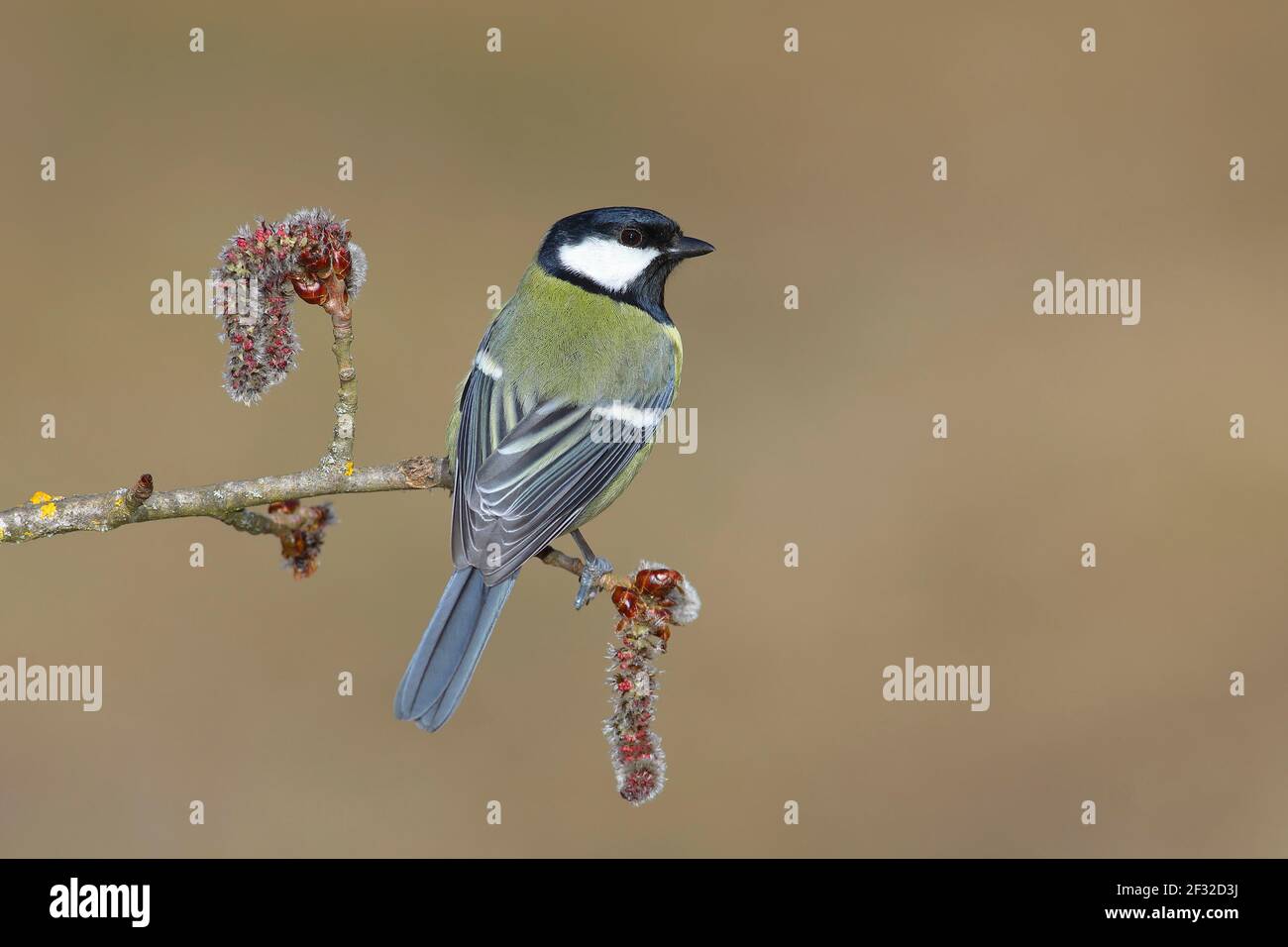Great tit (Parus major), male sitting on a trembling poplar (Populus ...