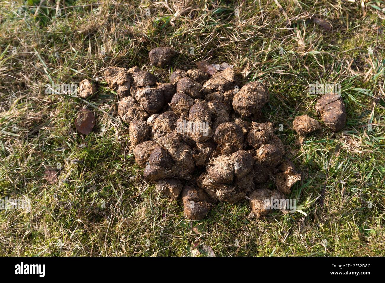 Horse droppings hi-res stock photography and images - Alamy