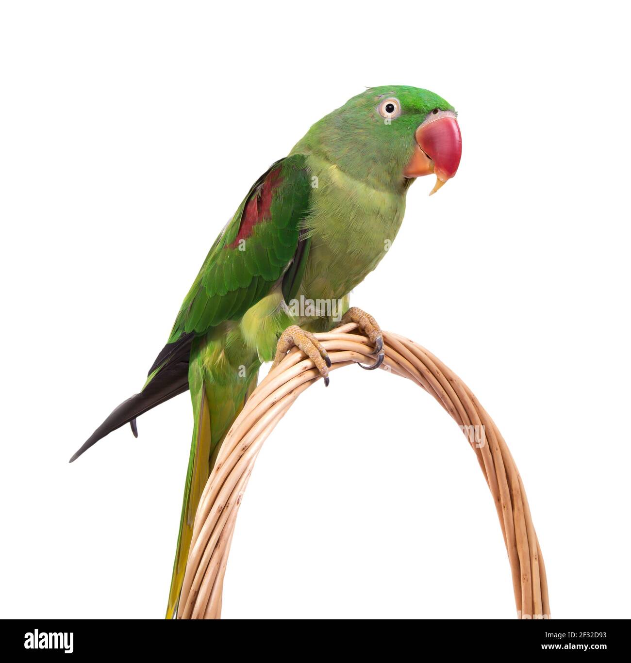 Beautiful big parrot Cut Out Stock Images & Pictures - Alamy