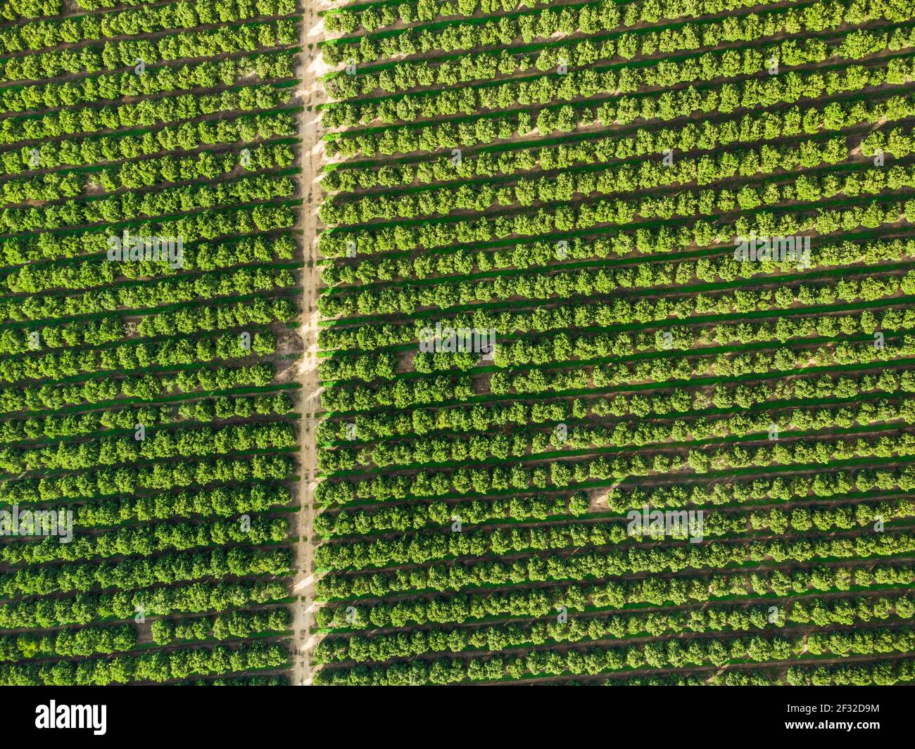 Aerial view of orange grove creating great texture, Algarve, Portugal ...