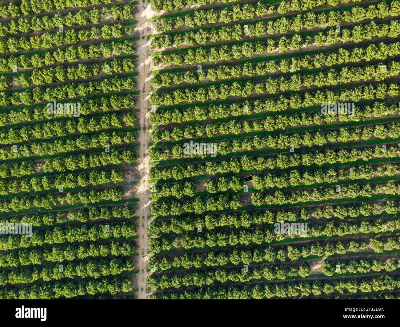 Aerial view of orange grove creating great texture, Algarve, Portugal ...