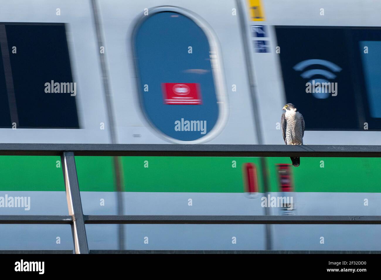 Falcon train hi-res stock photography and images - Alamy