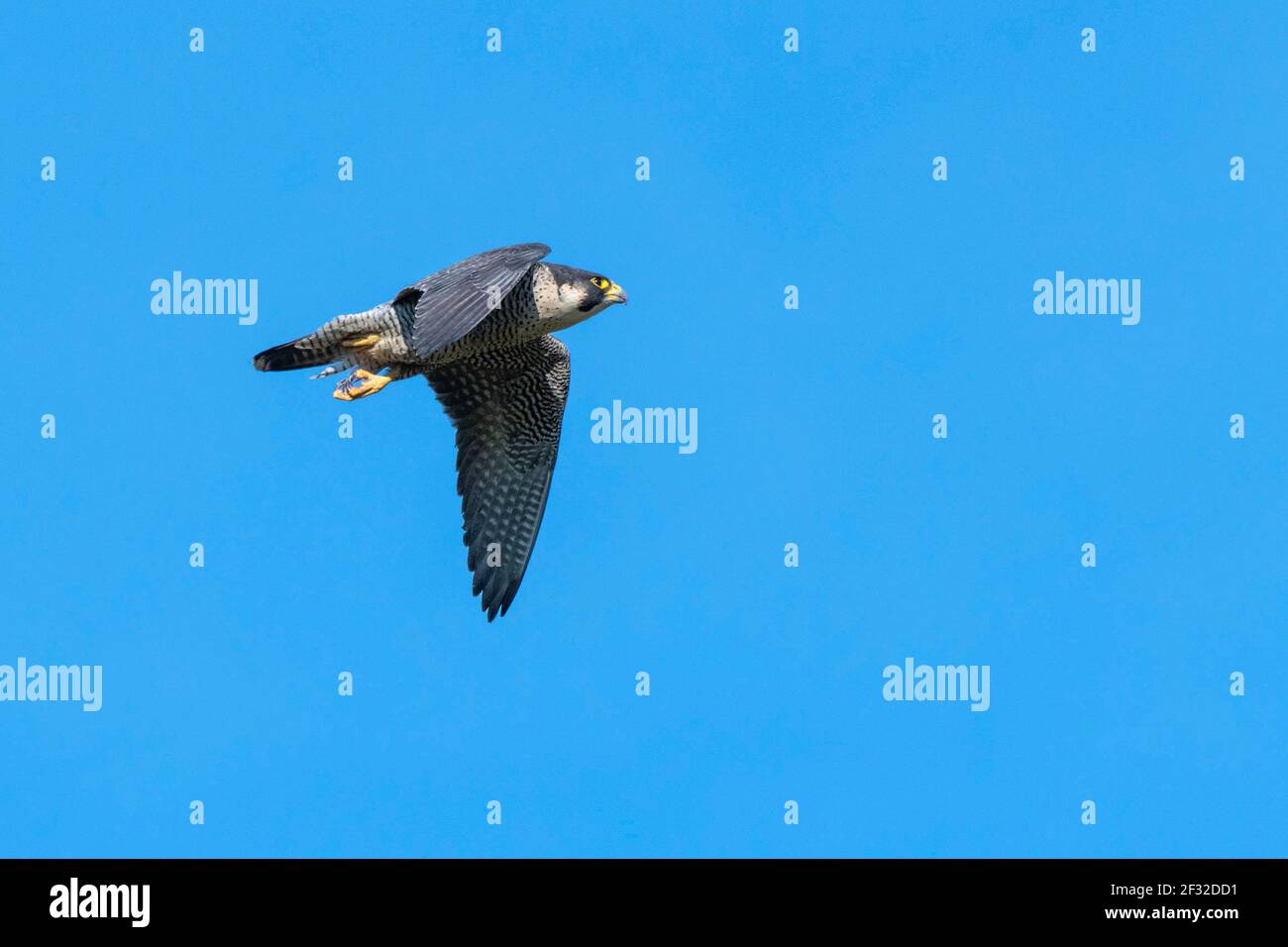 Peregrine falcon Falcon (Falco peregrinus), adult, in flight, Guxhagen ...