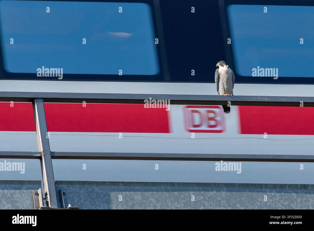 Falcon train hi-res stock photography and images - Alamy