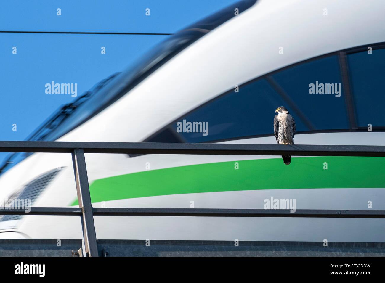Falcon train hi-res stock photography and images - Alamy
