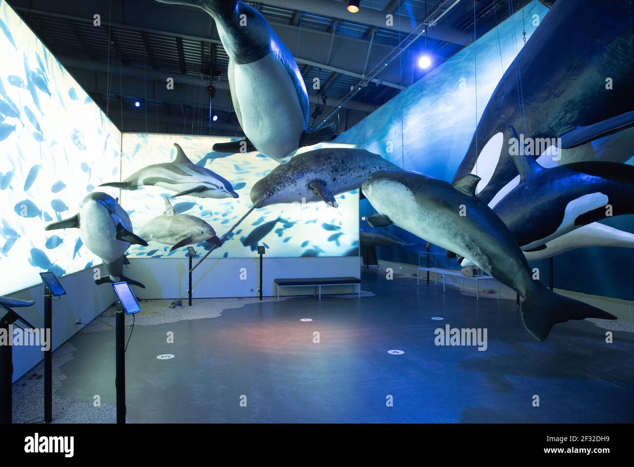 Reykjavik, Iceland, August 31, 2020: Exhibits at the Whales of Iceland ...