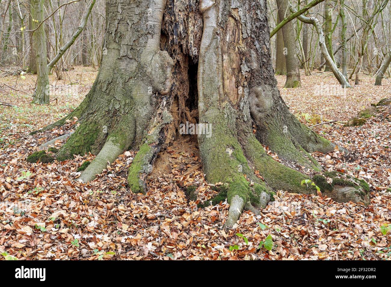 Rotting tree trunk in autumn Stock Photo - Alamy