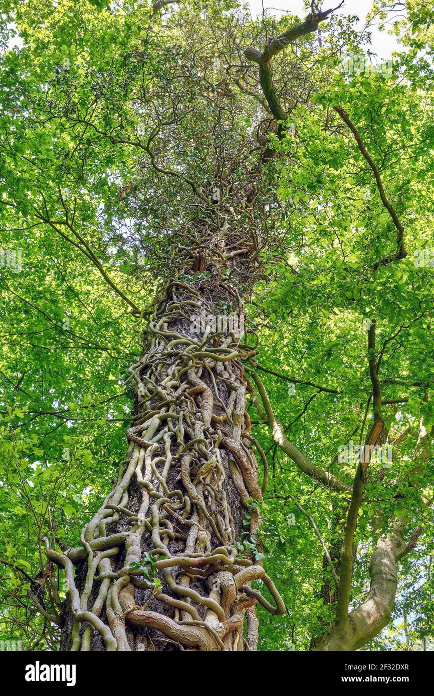 Tree with old ivy in forest Stock Photo - Alamy