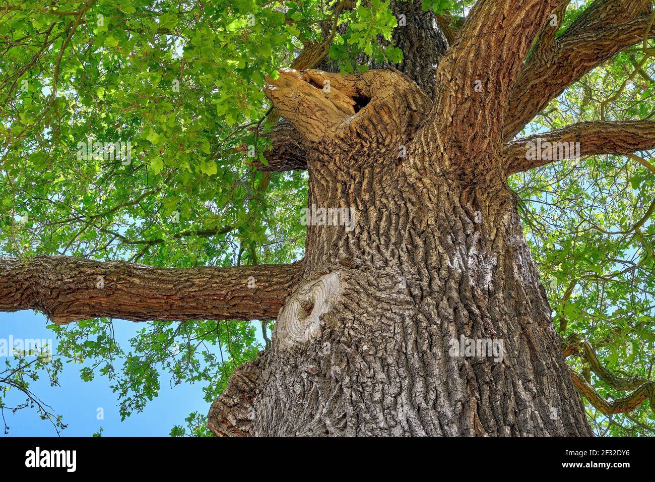Big old oak tree in forest Stock Photo - Alamy