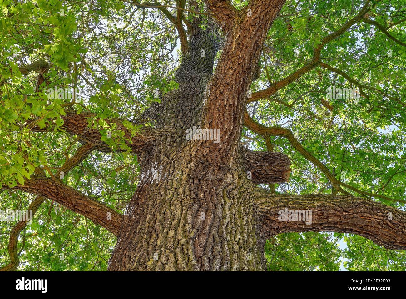 Big old oak tree in forest Stock Photo - Alamy