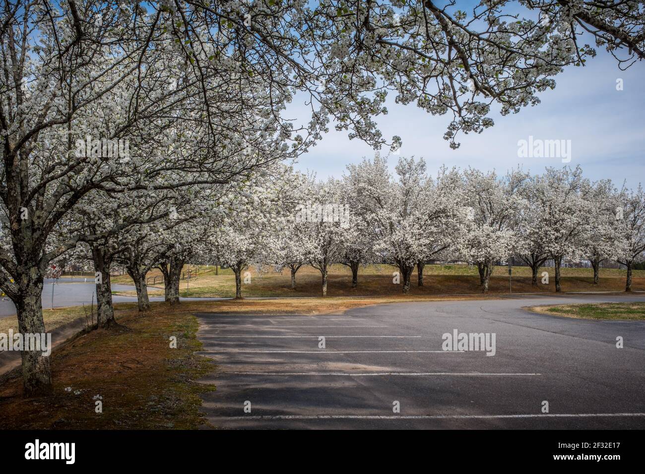 Blooming bradford pear tree hi-res stock photography and images - Alamy
