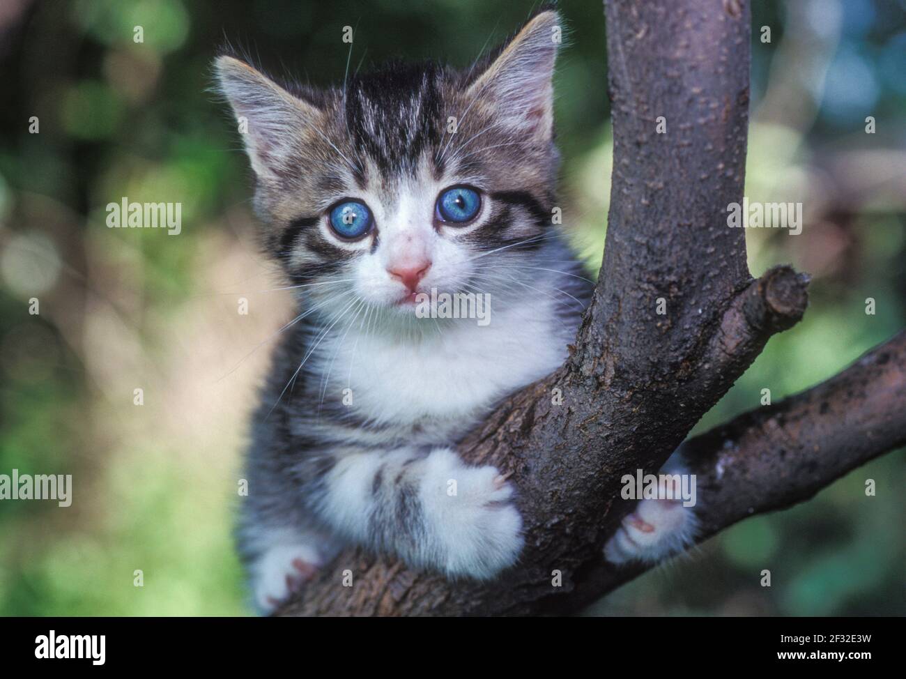 Kitten in a tree staring at the camera, 35 mm film Stock Photo - Alamy