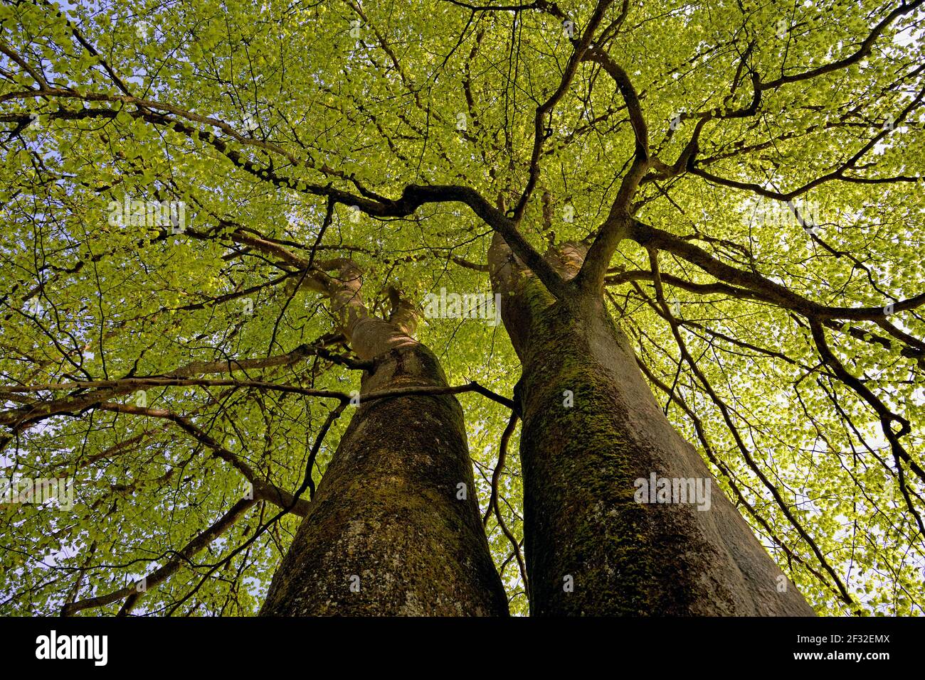 Common beeches (Fagus sylvatica), twin trunks, view into the treetops ...