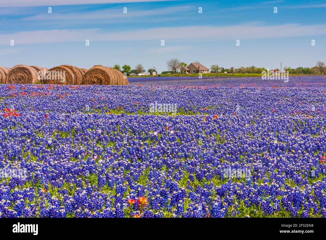 A field of Texas Bluebonnets, Lupinus texensis, with hay bales on a ...
