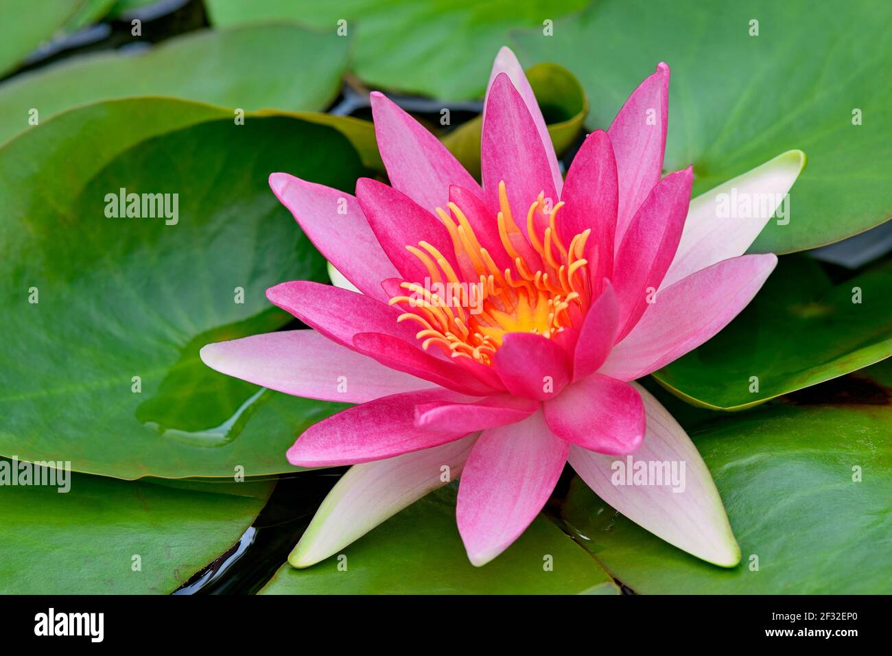 Nymphaea newton hi-res stock photography and images - Alamy