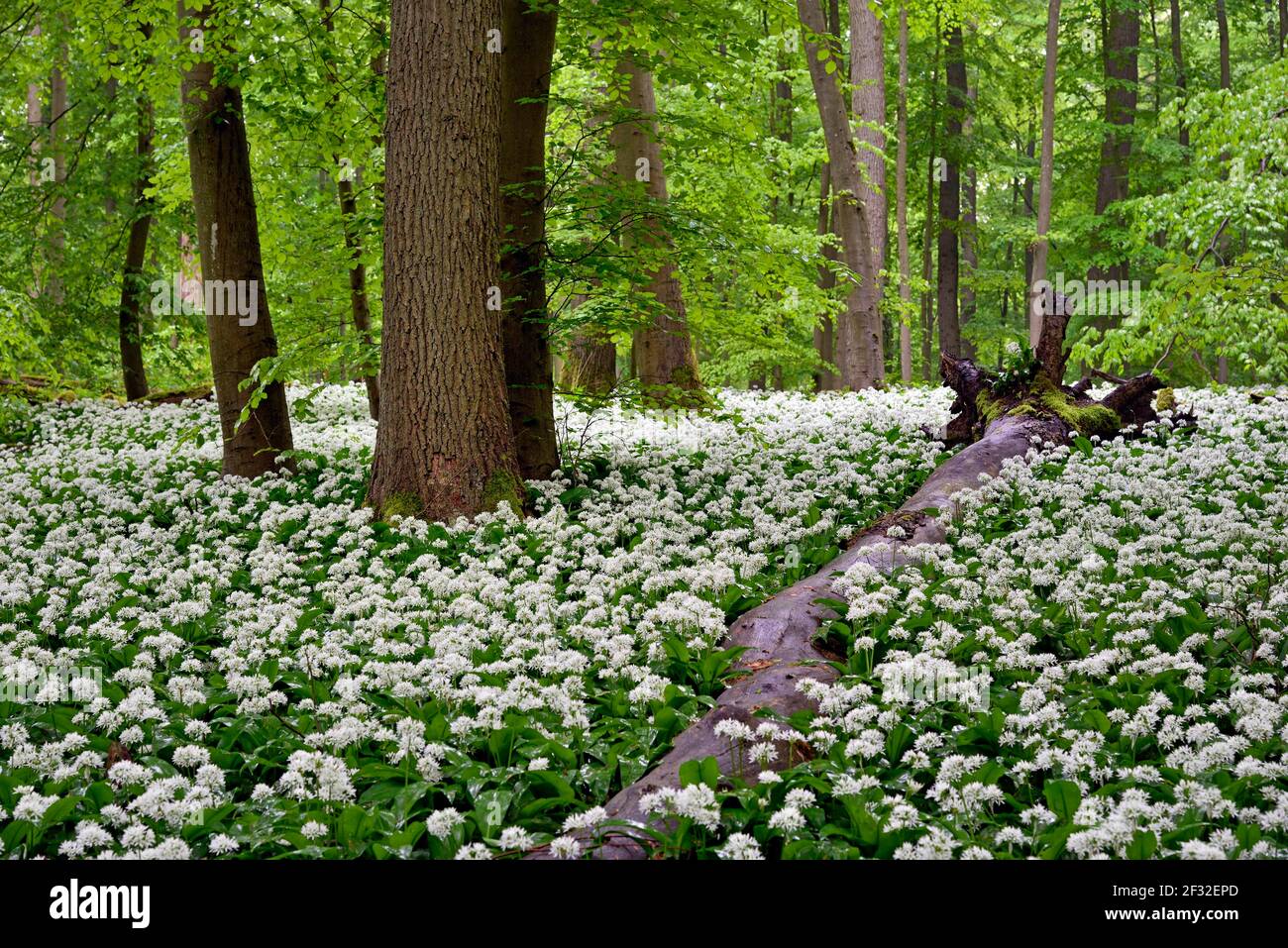 Deciduous forest with flowering wild garlic (Allium ursinum), North ...