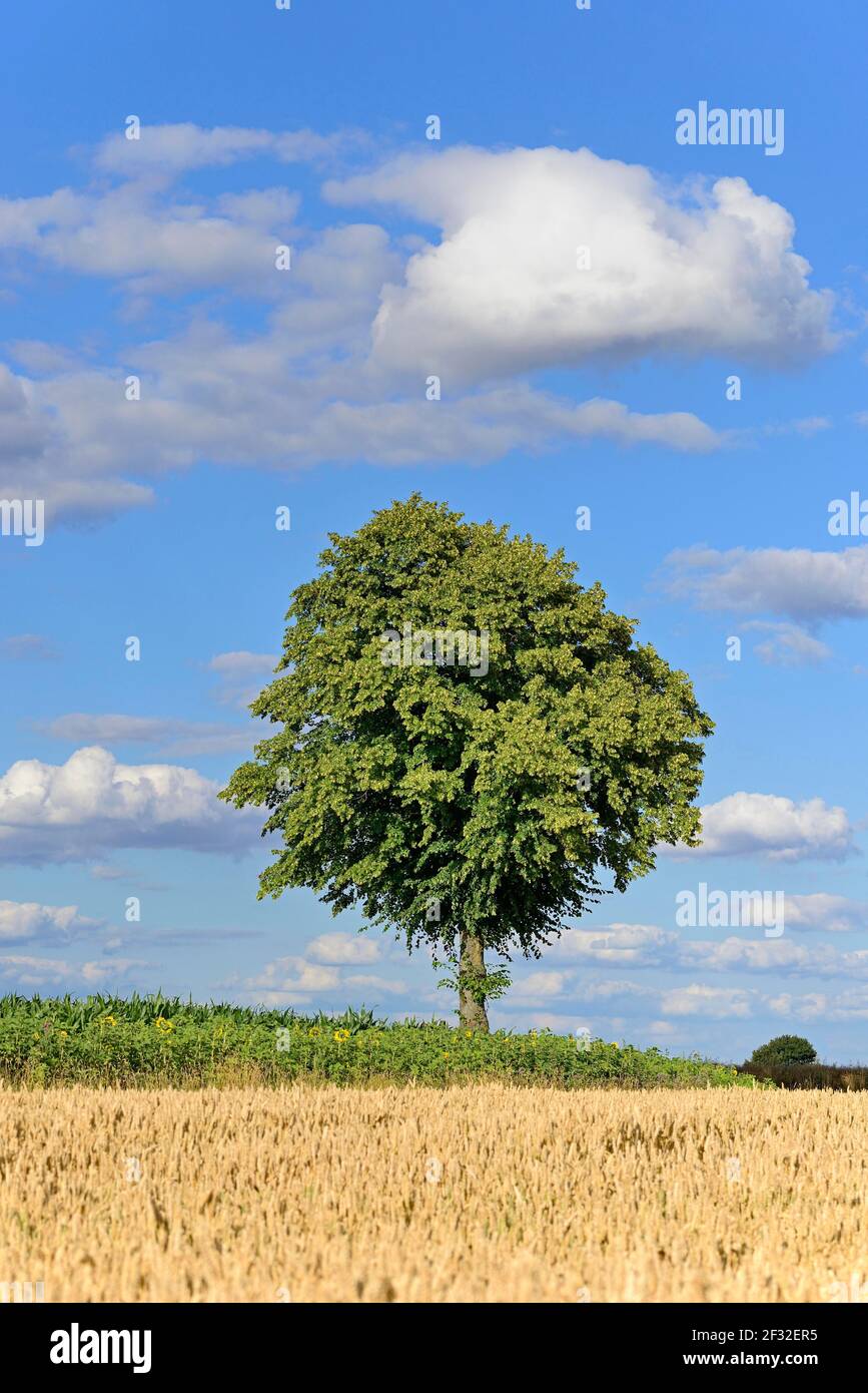Linden tree (Tilia), tree at cornfield (Zea mays) with flowering strip ...