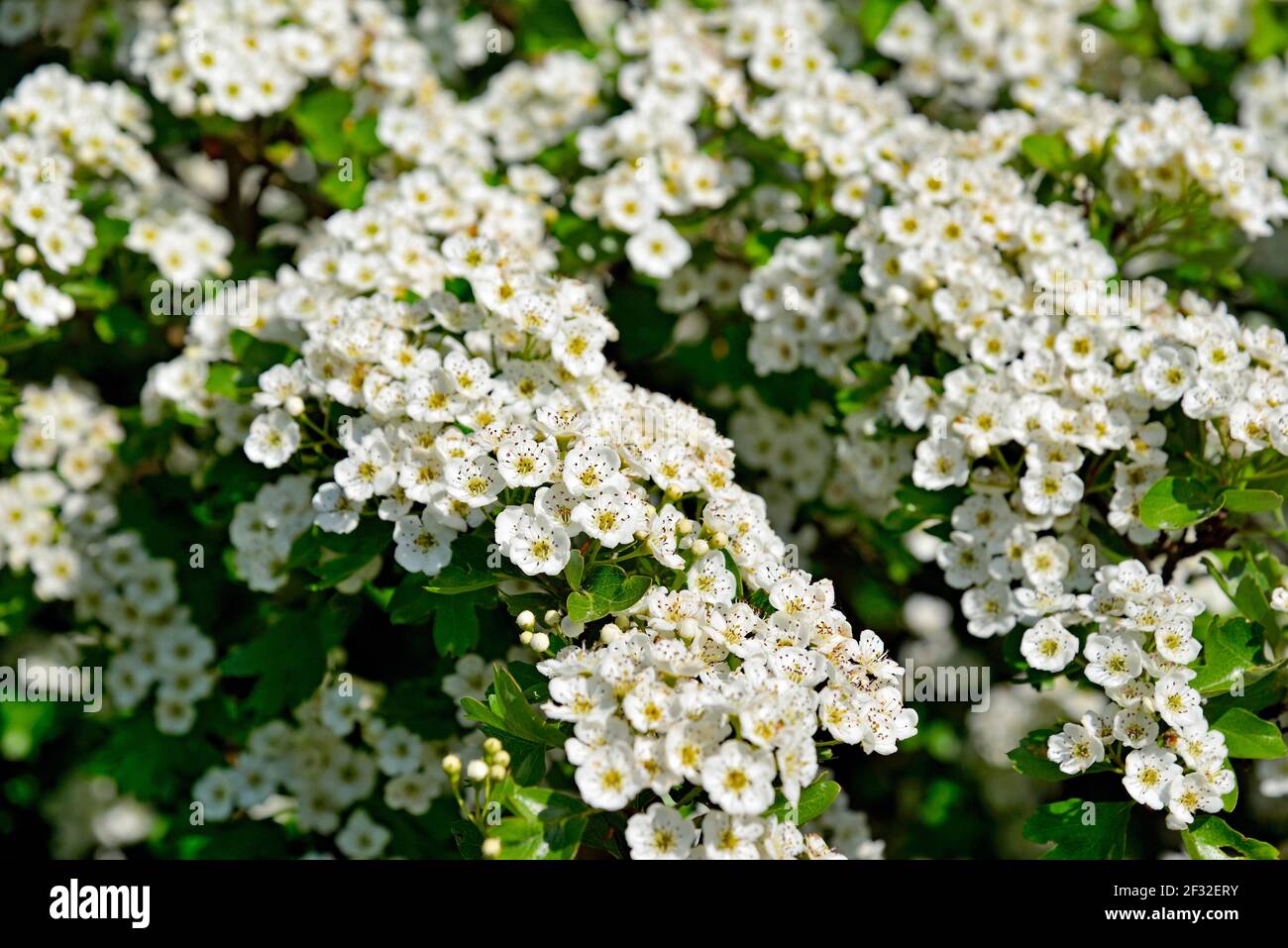 Hawthorn (Crataegus), twigs with white flowers, North Rhine-Westphalia ...