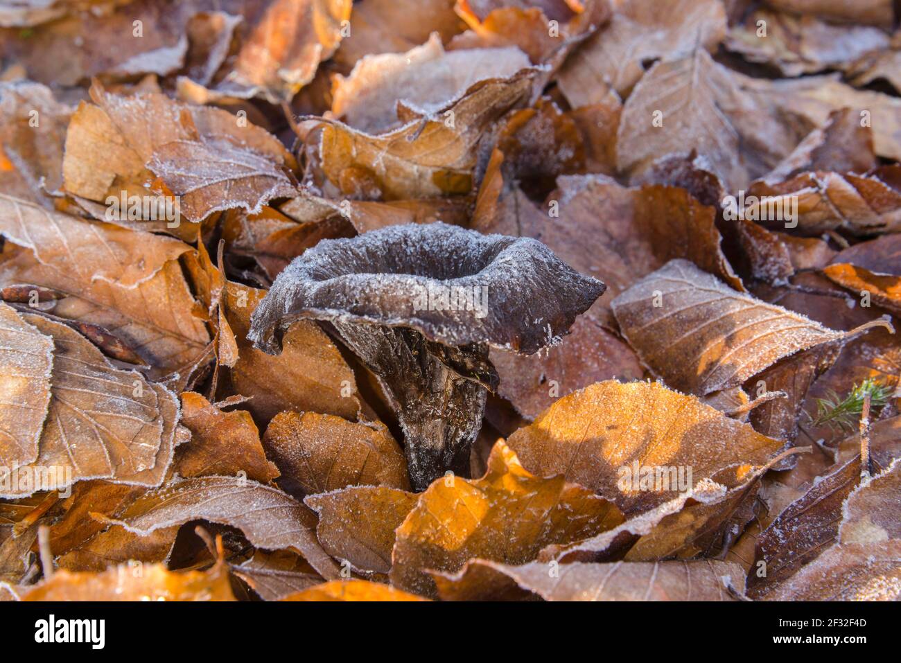 Horn of plenty hi-res stock photography and images - Alamy
