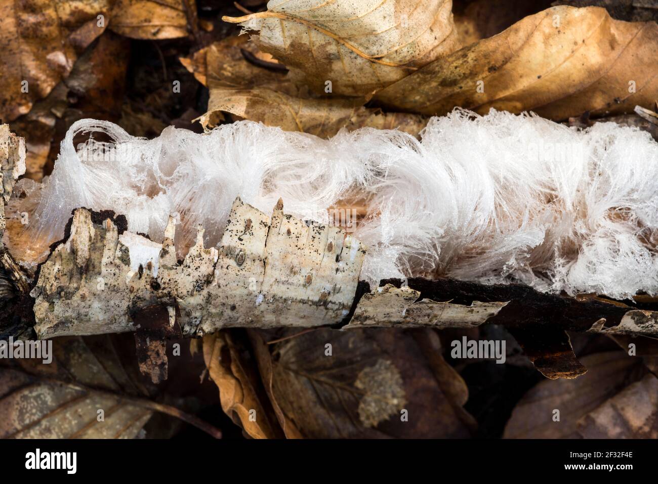 Hair ice, ice crystals are formed by the metabolism of winter-active ...