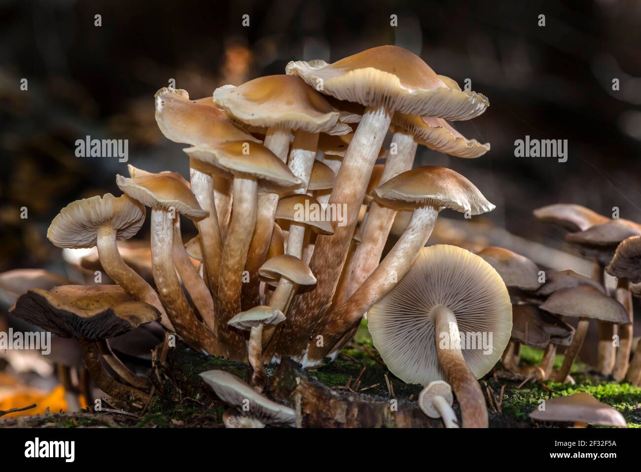 Conifer tuft (Hypholoma capnoides), edible, mushroom, Mecklenburg ...