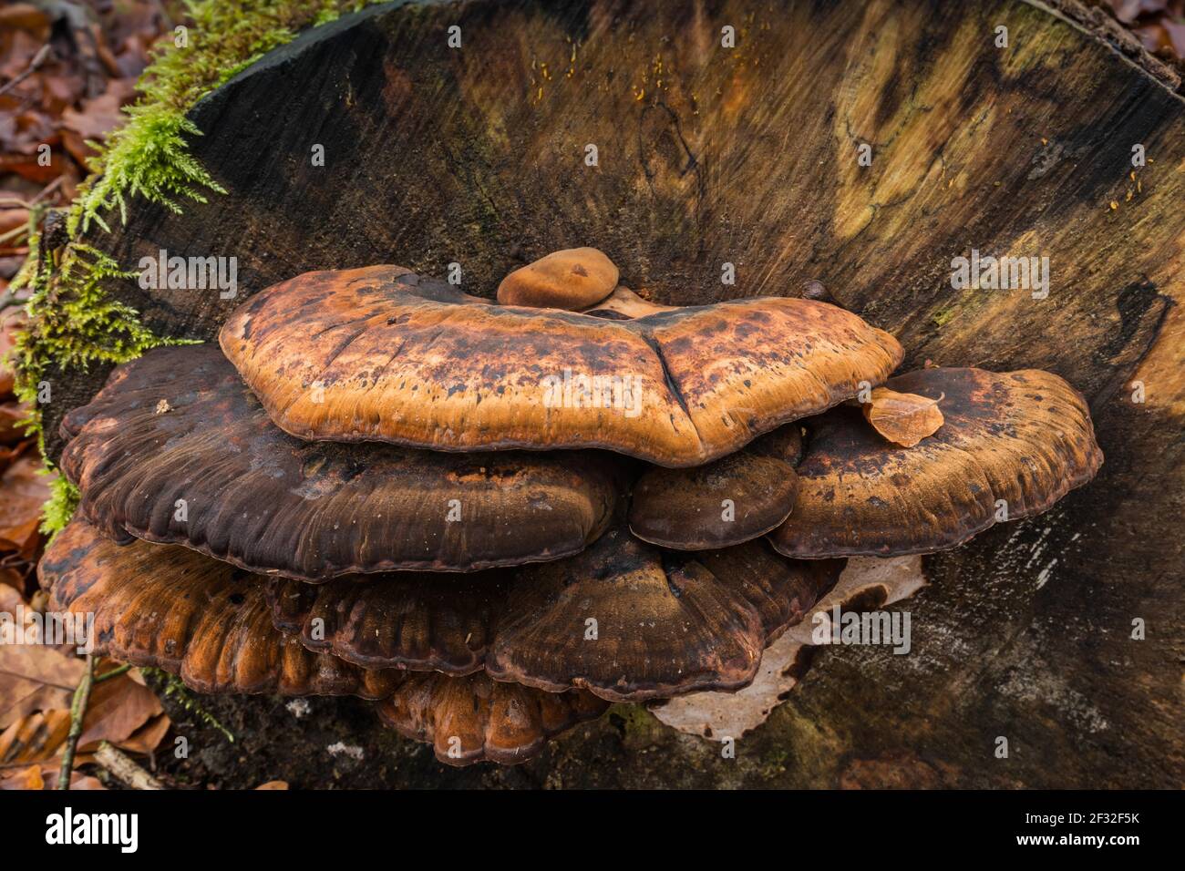 Black-banded resin porling (Ischnoderma resinosum), tree fungus, tree ...