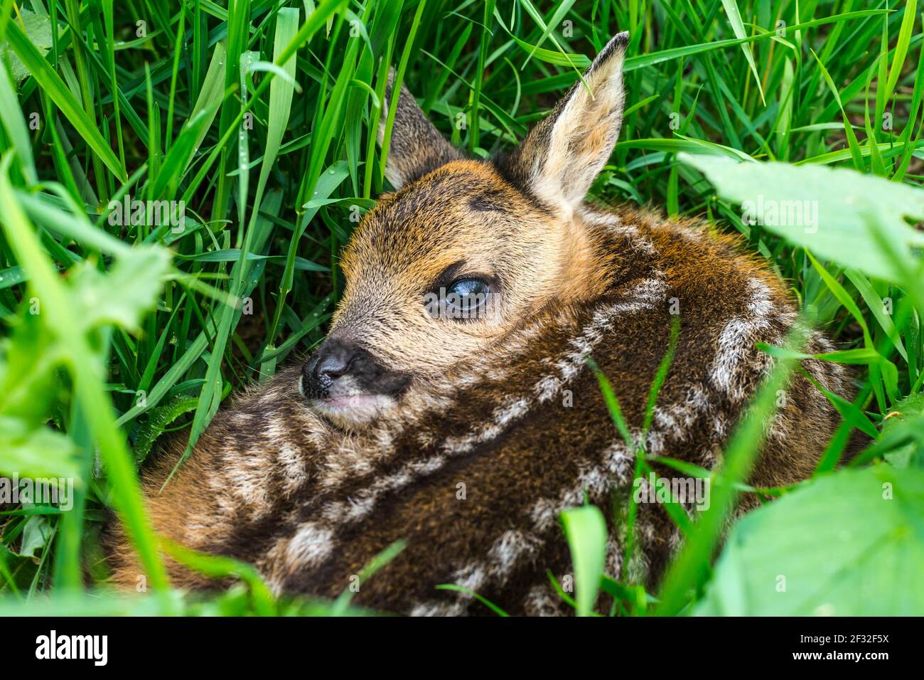 European roe deer (Capreolus capreolus), fawn in grass, lying, fawn ...