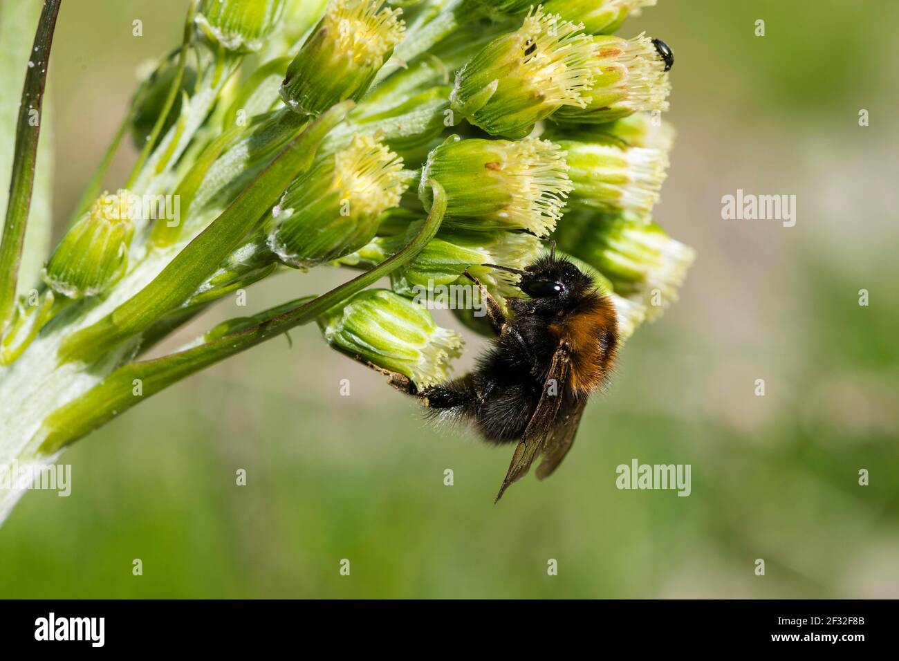 Tree Bumblebee (Bombus hypnorum), bumblebee, Mecklenburg-Vorpommern, Germany Stock Photo - Alamy