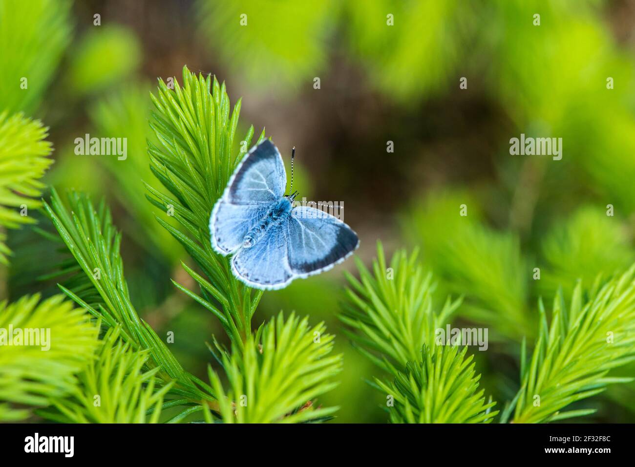 Celastrina argiolus butterfly hi-res stock photography and images - Alamy