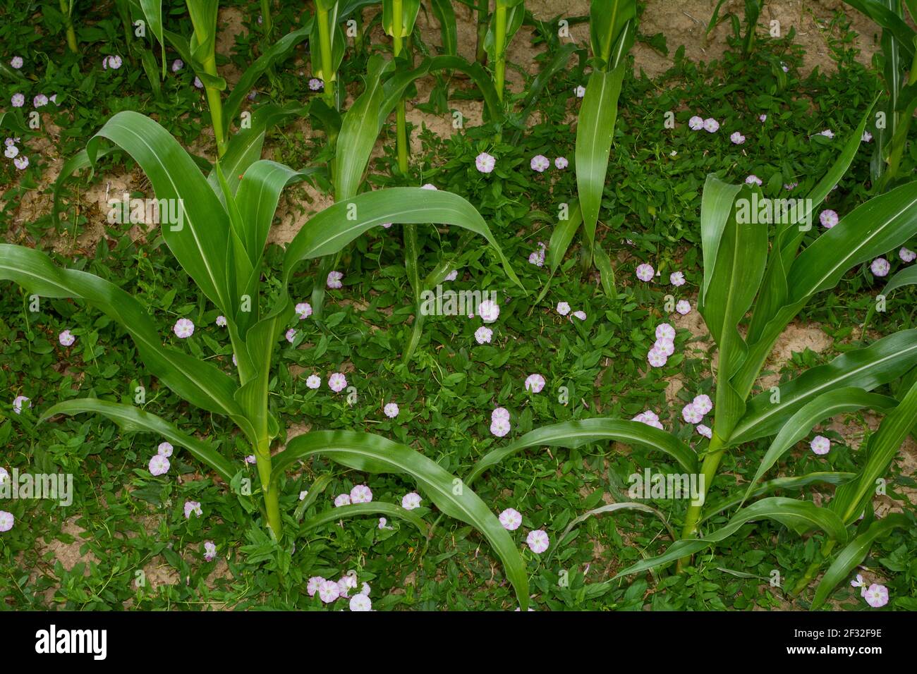 Close up of a green corn field with bindweed weeds Stock Photo - Alamy