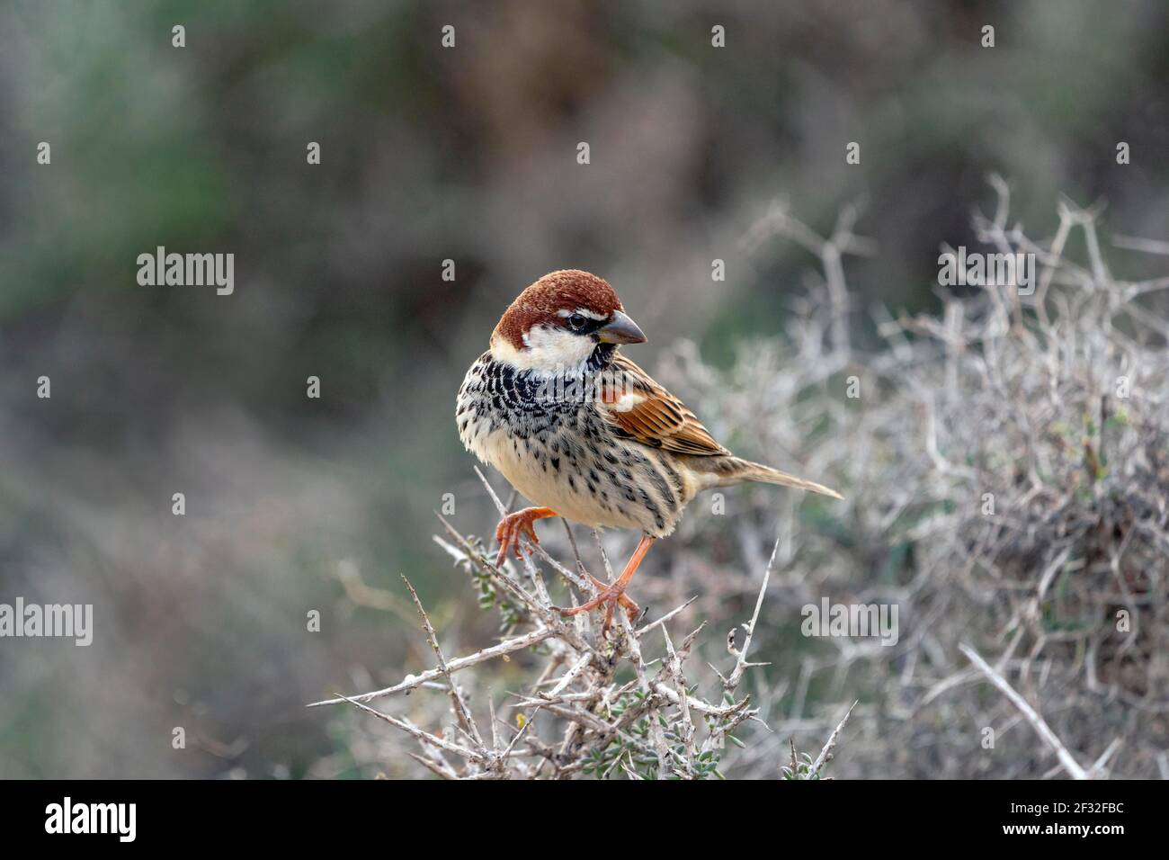 Spanish Sparrow (Passer hispaniolensis), male, Fuerteventura, Canary ...