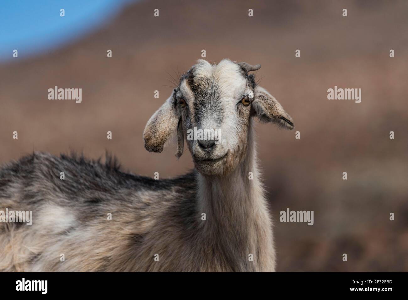 Domestic Goat (Capra aegagrus hircus), Fuerteventura, Canary Islands ...
