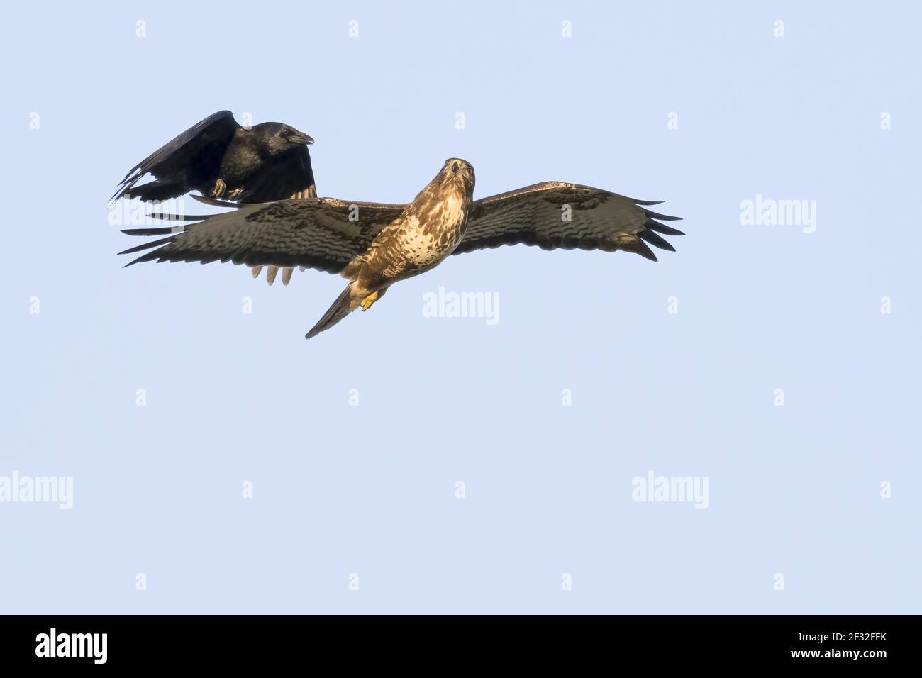 Crow attack hi-res stock photography and images - Alamy