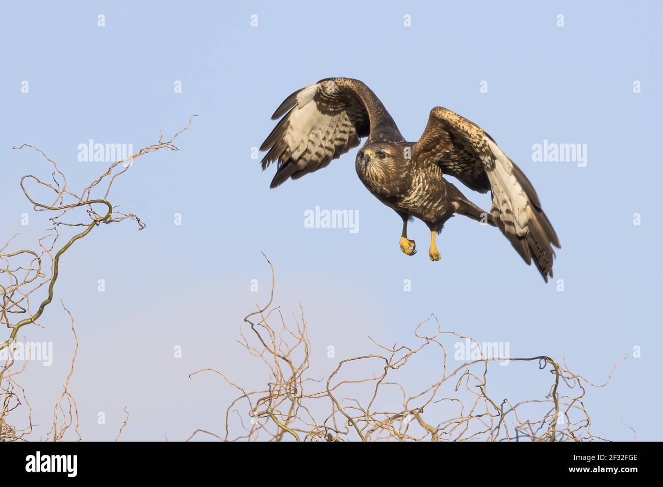 Buzzard with fledgling prey hi-res stock photography and images - Alamy
