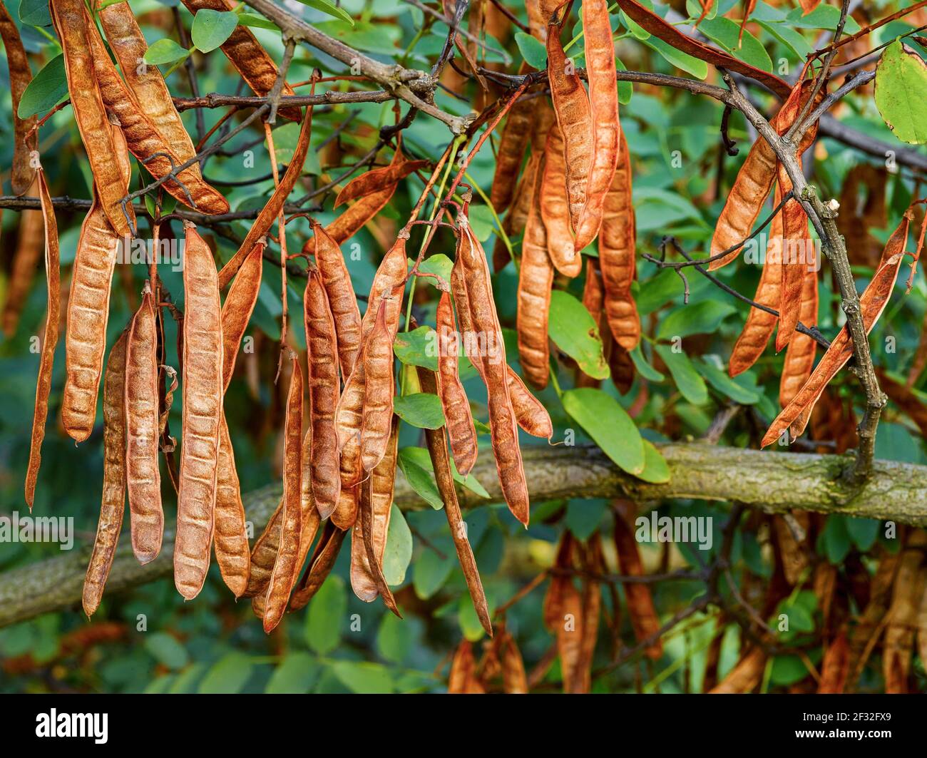 Black locust (Robinia pseudoacacia), False acacia, False acacia, Common ...