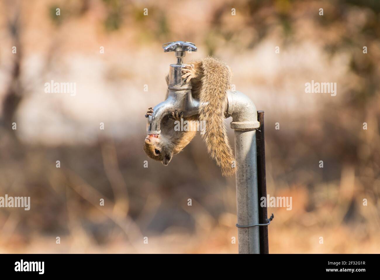Smith's bush squirrel (Paraxerus cepapi), Botswana Stock Photo - Alamy