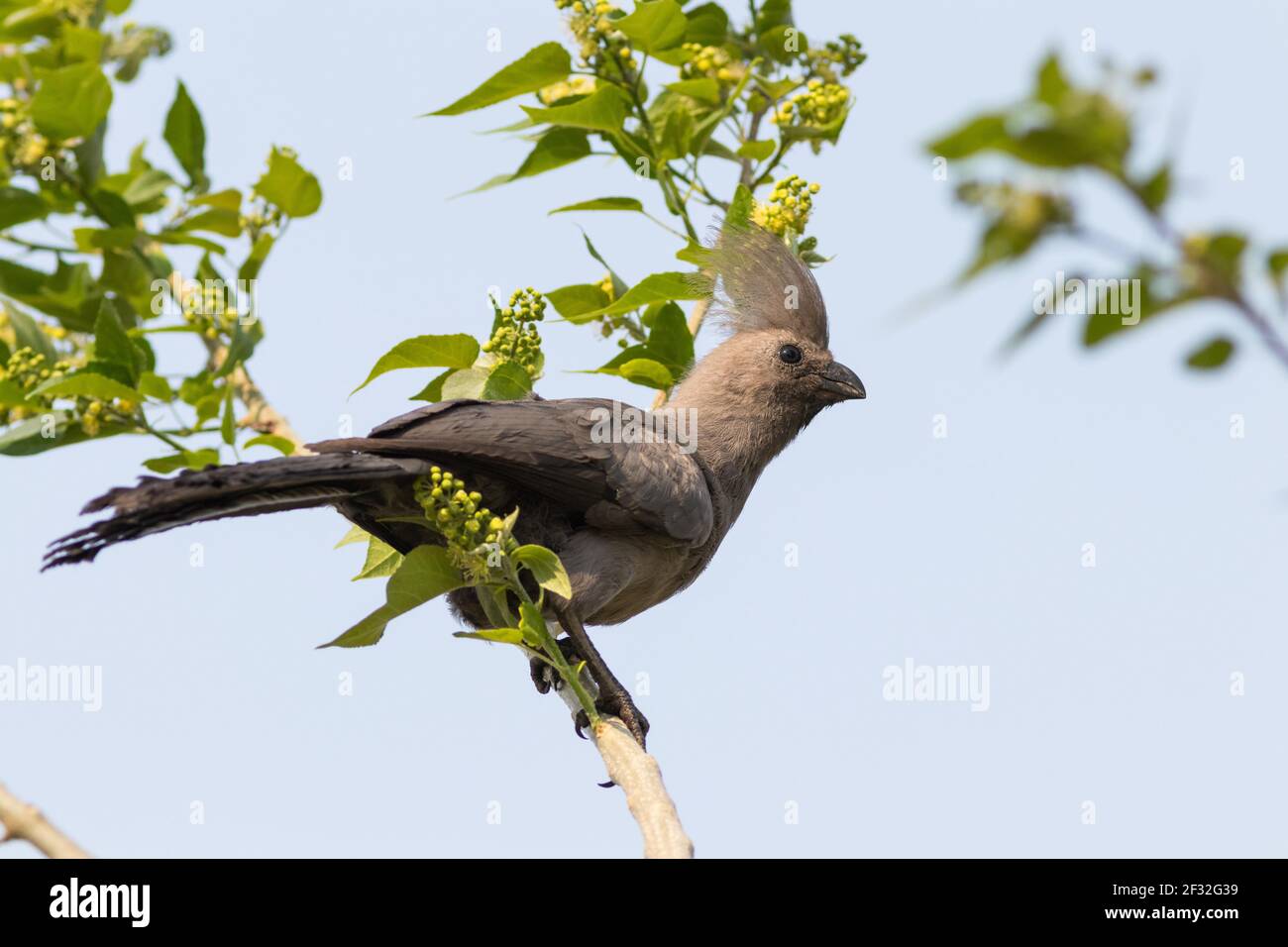 Grey parrot, Moremi Game Reserve, Okavango Delta (Corythaixoides ...