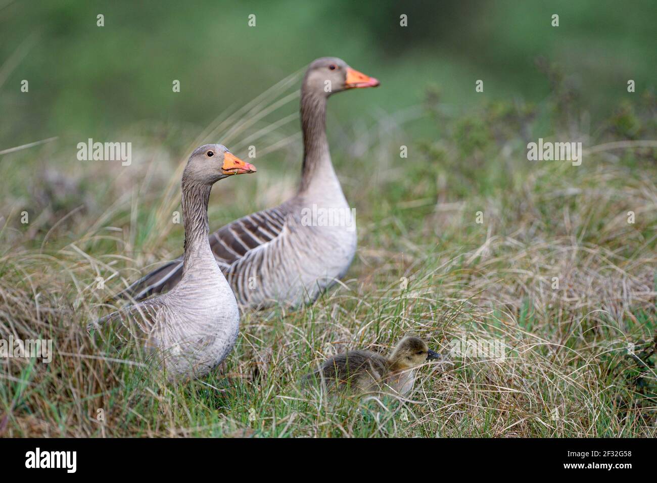 Greylag goose (Anser anser), pair with young bird, April, Texel Island ...