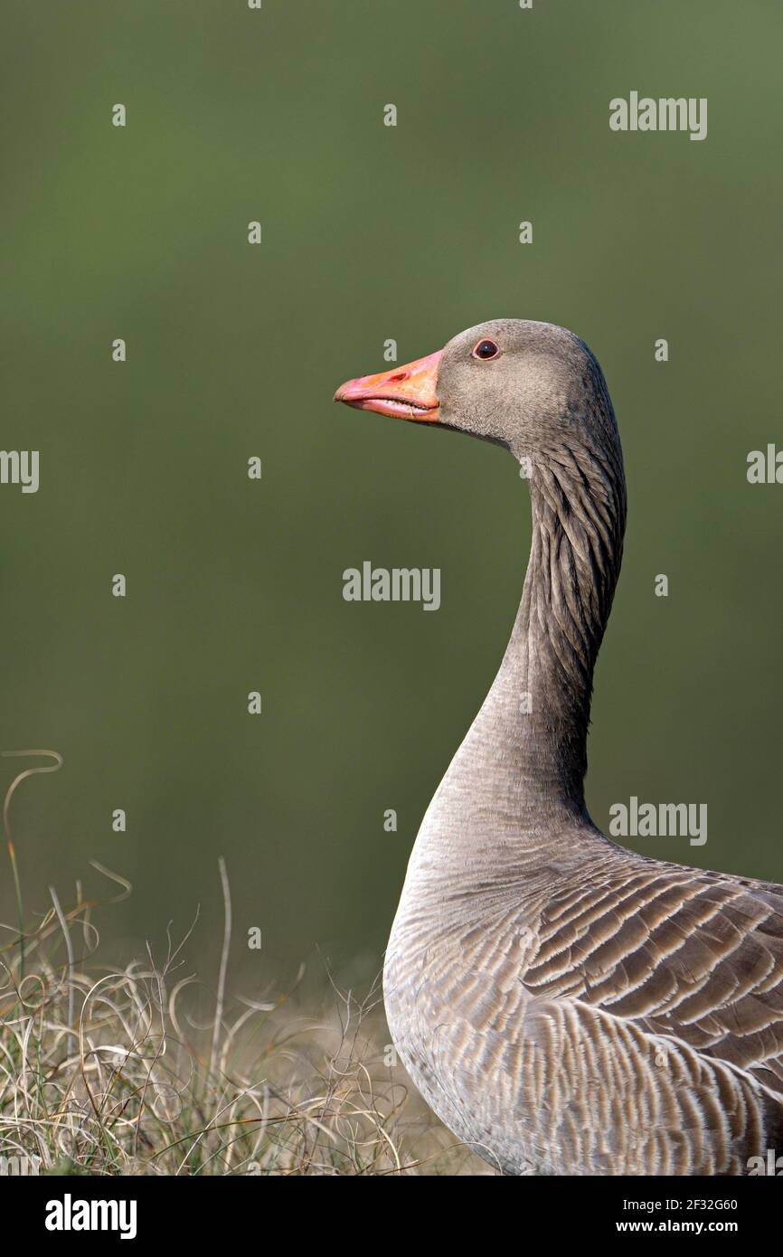 Greylag goose (Anser anser), adult bird, portrait, April, Texel Island ...