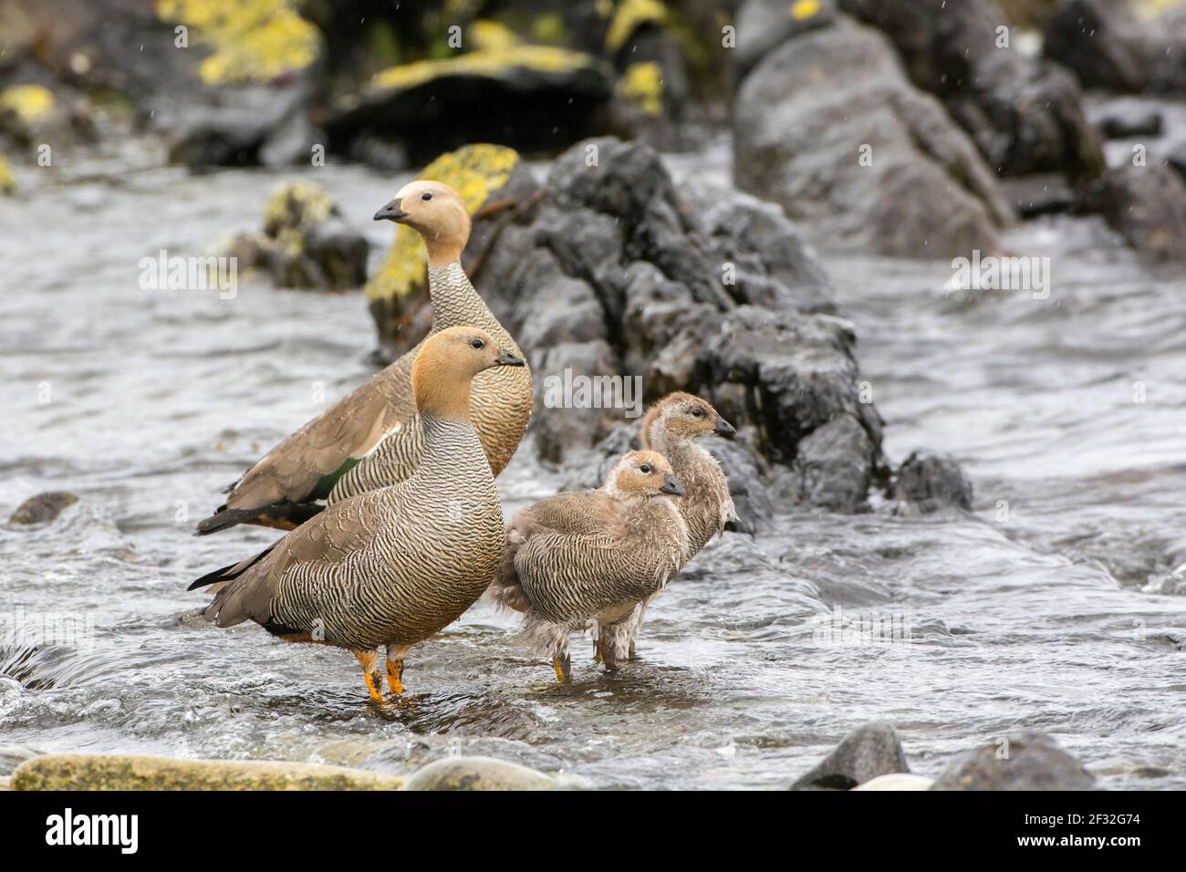 Carcass Island, Red-headed Goose (Chloephaga rubidiceps), Falkland ...