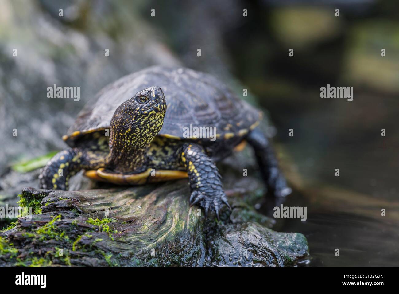Pond terrapin europe hi-res stock photography and images - Alamy