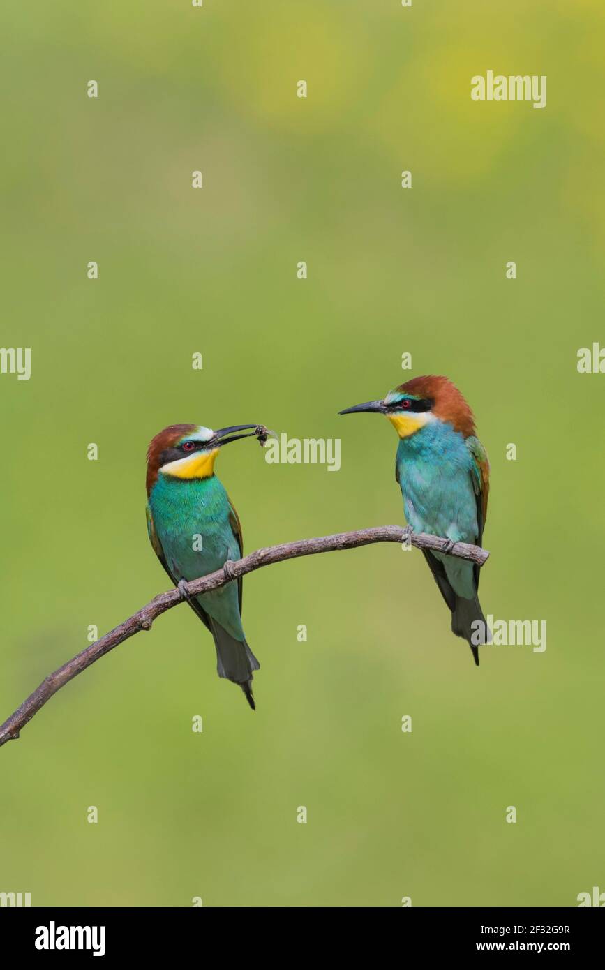 European bee-eaters (Merops apiaster), Magdeburg, Saxony-Anhalt ...